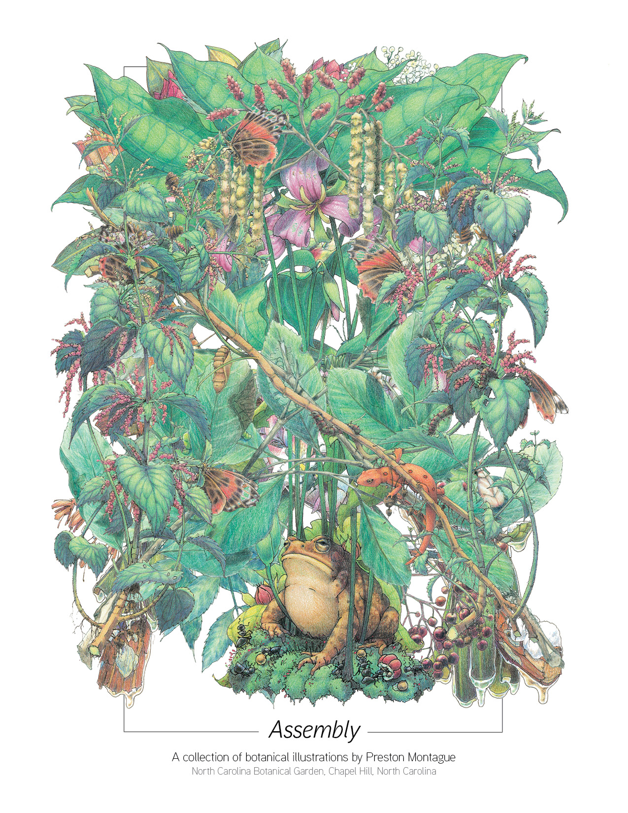 Carolina Naturalist | Art, education, and landscape design for the ...